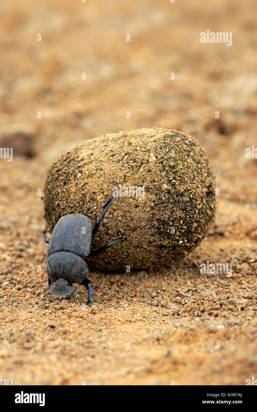 Dung Beetle (Scarabaeus sacer) rolling African Elephant (Loxodonta ...