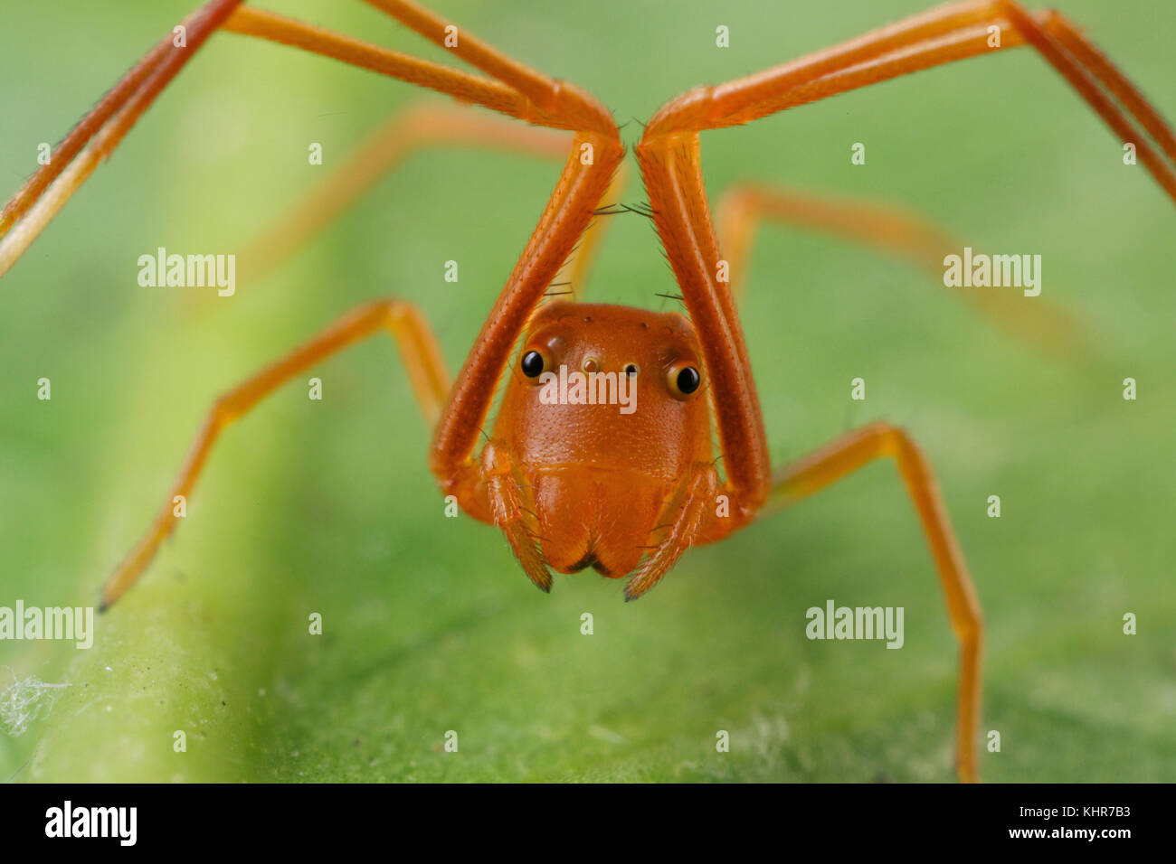 Crab Spider (Amyciaea sp), ant mimic, Udzungwa Mountains National Park ...