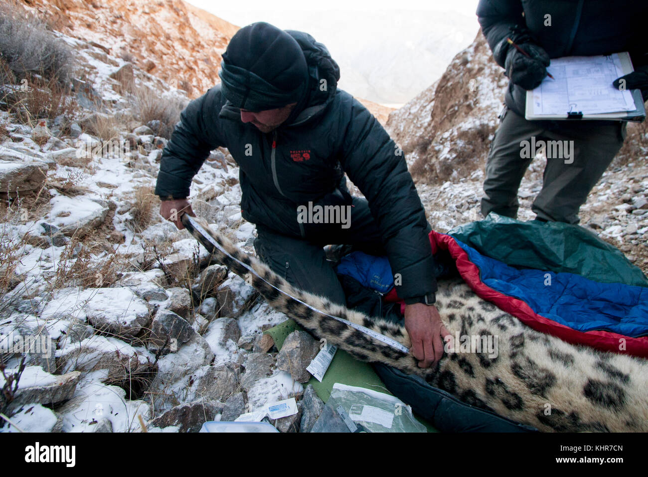 Snow Leopard (Panthera uncia) biologist, Shannon Kachel, measuring tail ...