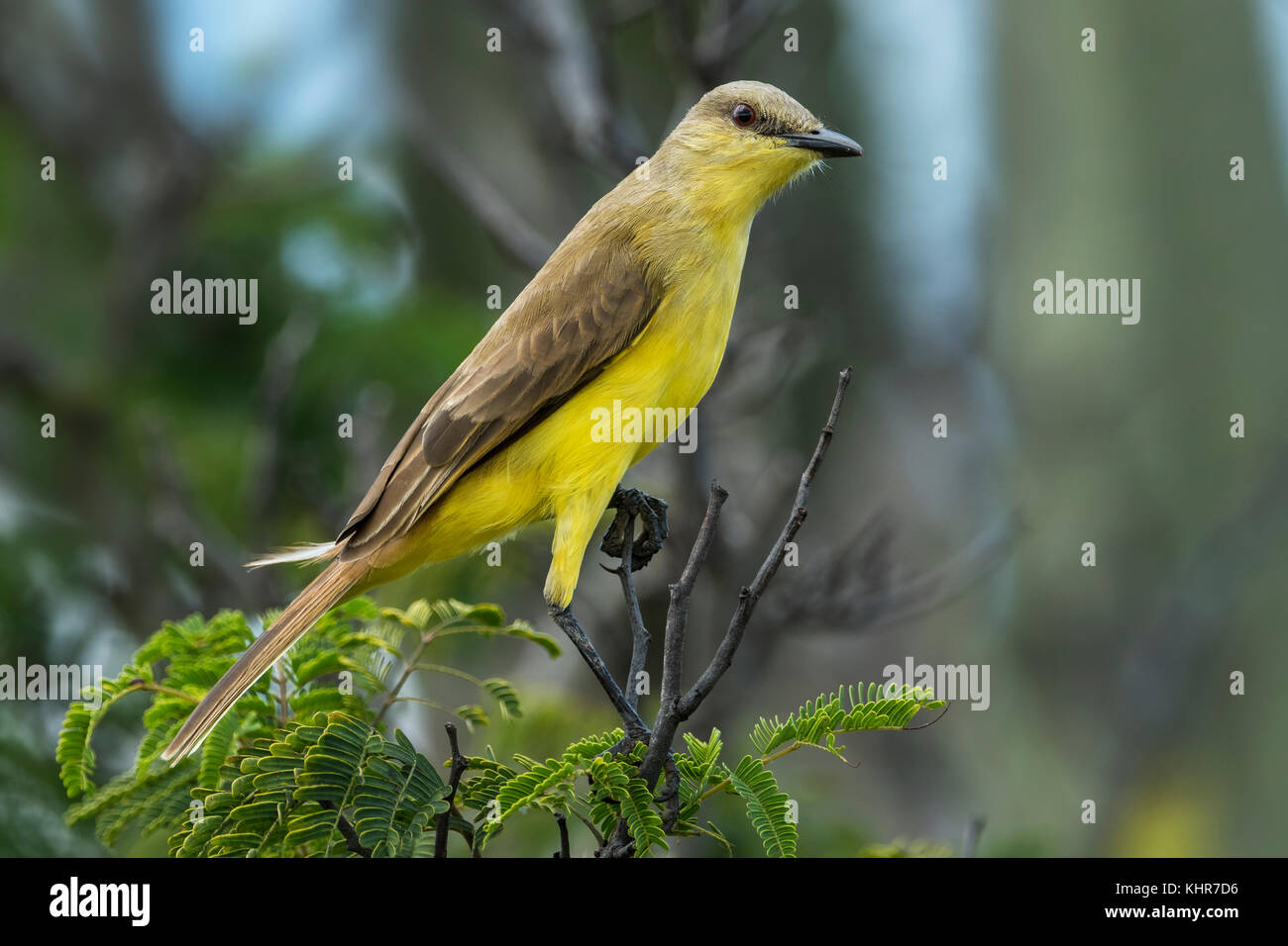 Cattle Tyrant (Machetornis rixosa), Guajira Peninsula, Colombia Stock ...