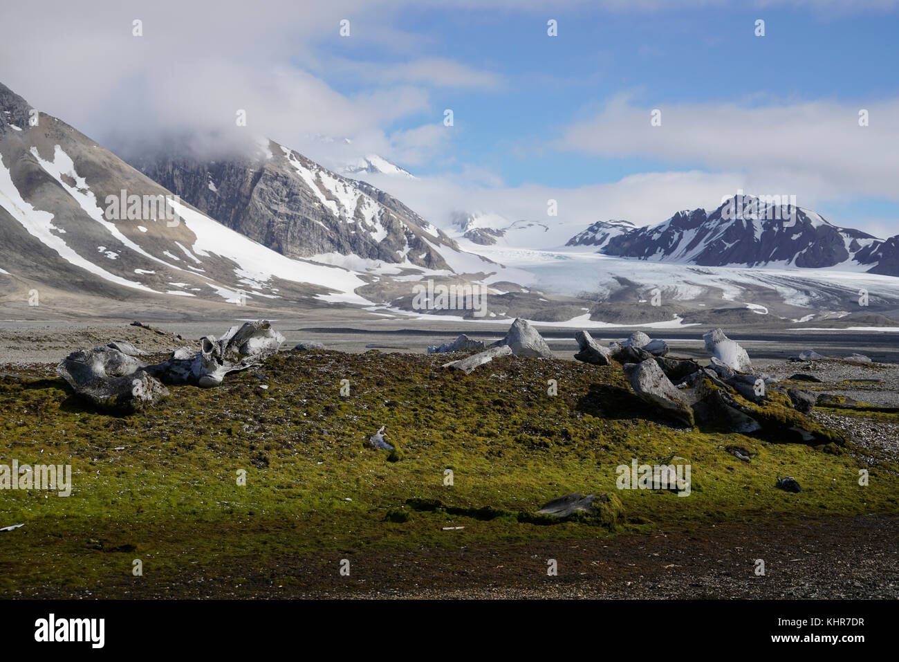 Bowhead Whale (Balaena mysticetus) bones, Spitzbergen, Svalbard, Norway ...