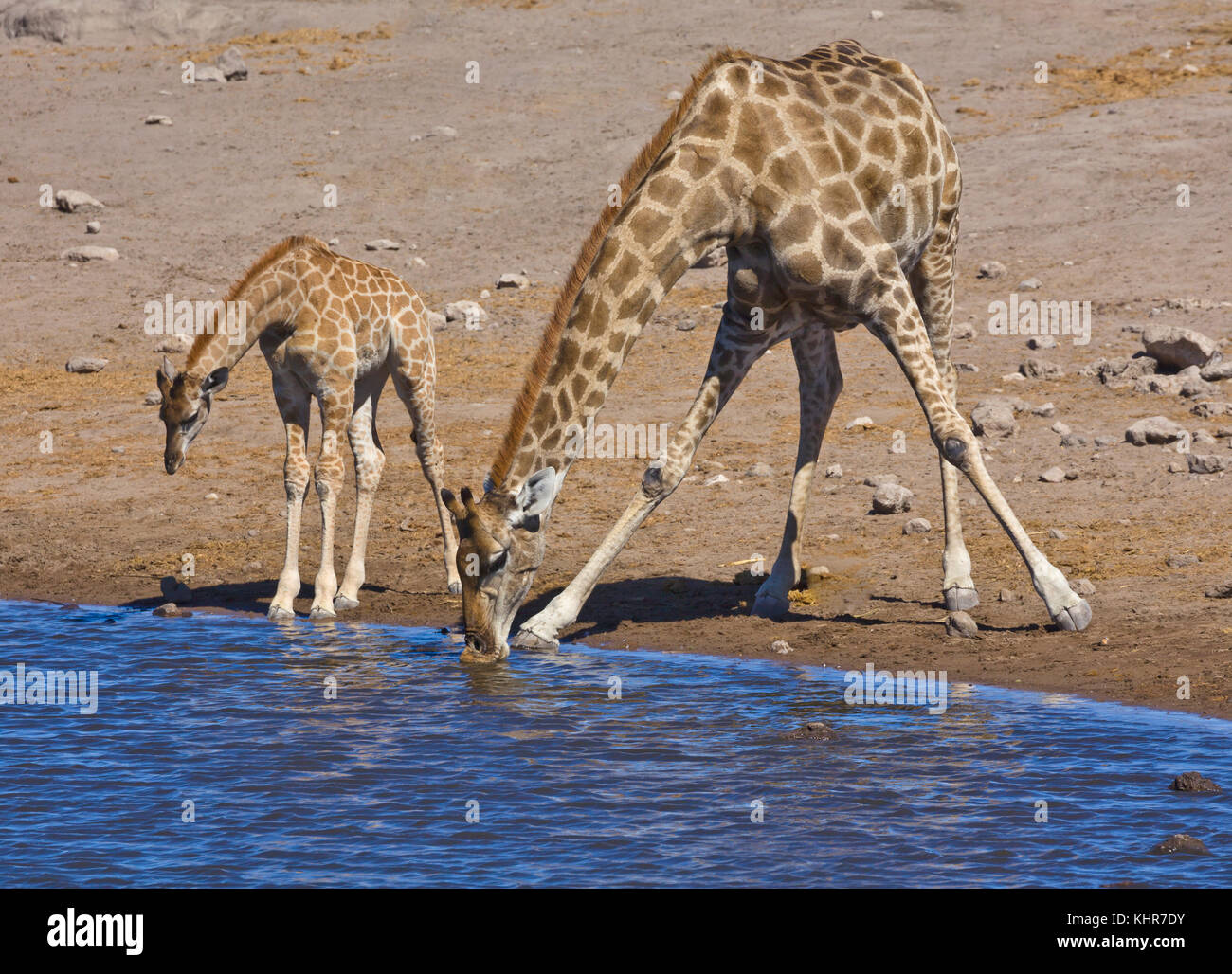 Angolan Giraffe (Giraffa giraffa angolensis) mother and female calf drinking at waterhole in dry ...