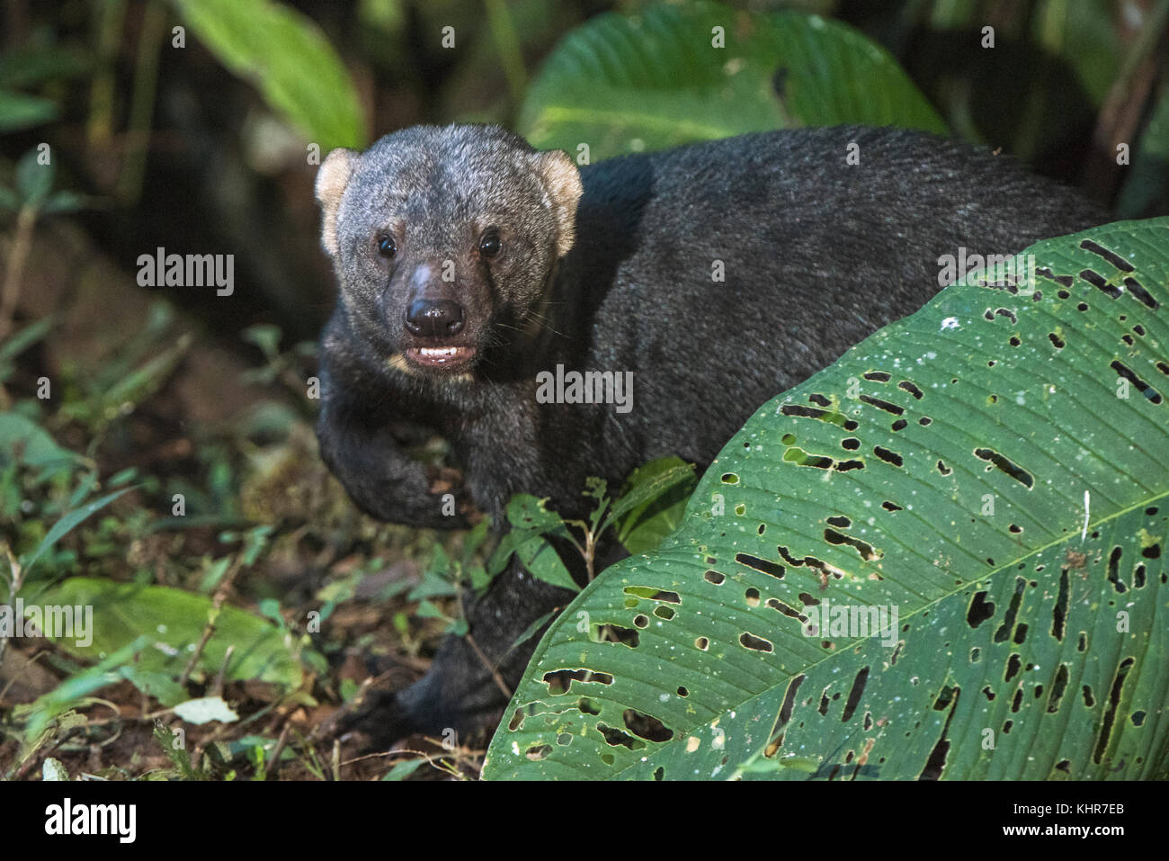 Tayra (Eira barbara), Mashpi Rainforest Biodiversity Reserve, Pichincha ...