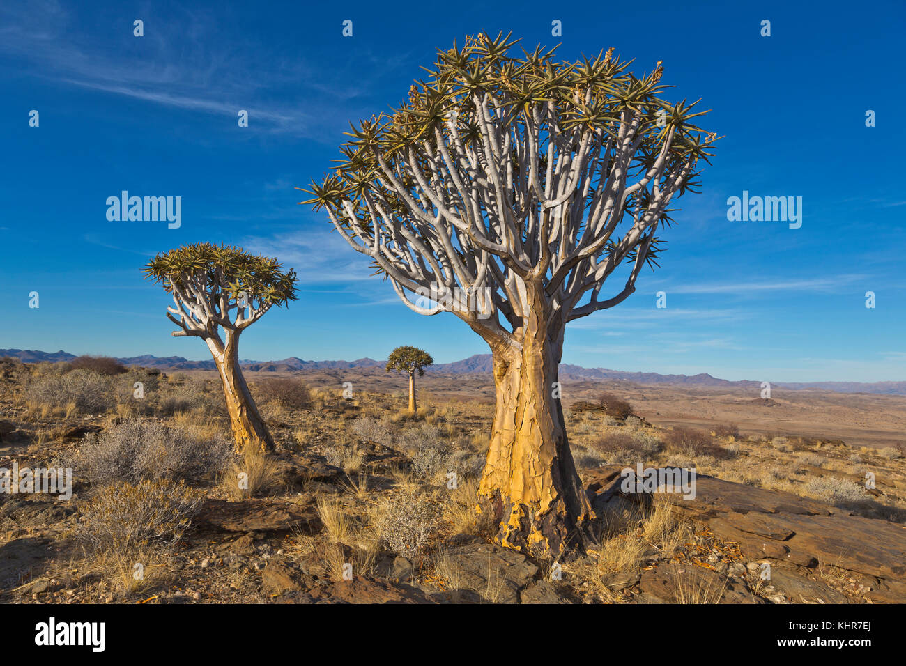 Quiver Tree (Aloe dichotoma) pair in desert, Namib Desert, Namibia ...
