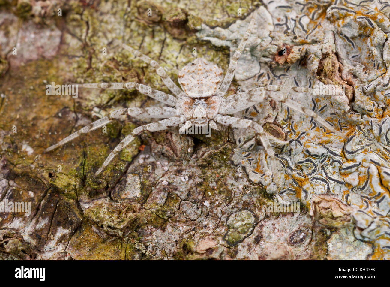 Flattie (Selenopidae) spider camouflaged on tree, Cuc Phuong National ...