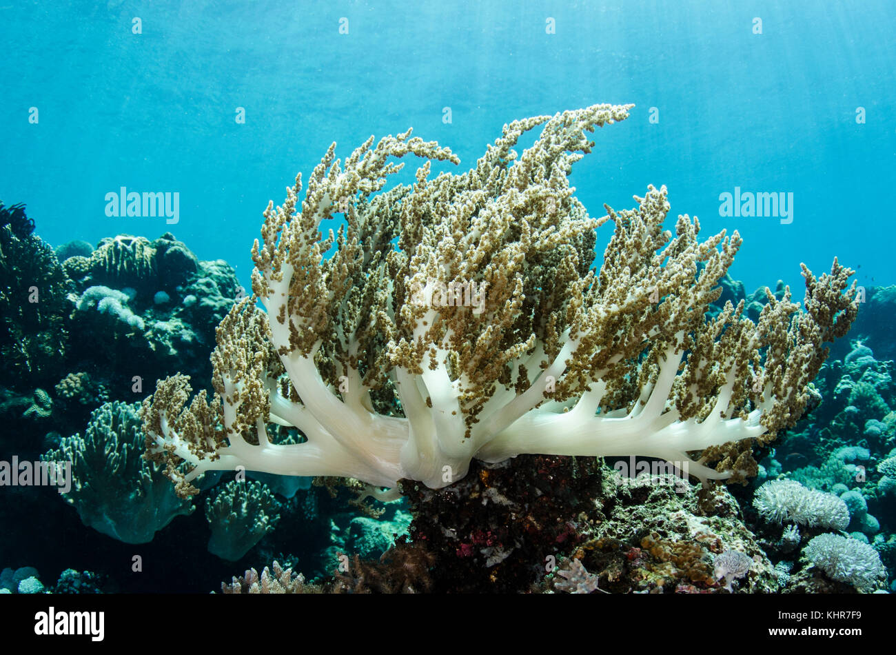 Soft Coral (Nephthea sp), Raja Ampat Islands, Indonesia Stock Photo - Alamy