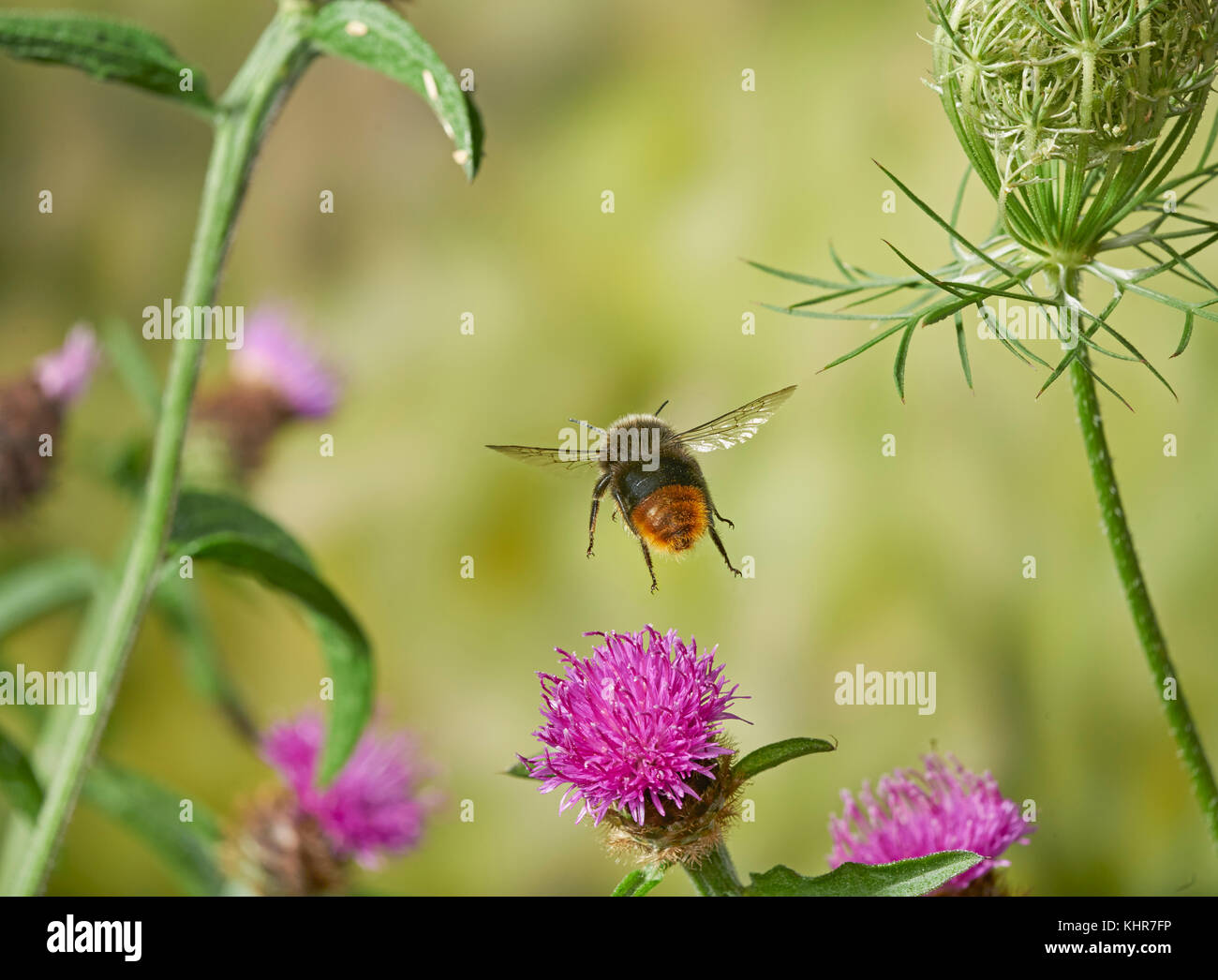 Red-tailed Bumblebee (Bombus lapidarius) flying, Sussex, England Stock ...