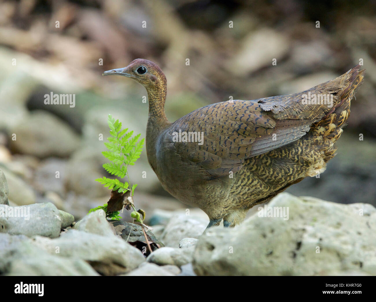 Great Tinamou (Tinamus major), Corcovado National Park, Costa Rica ...