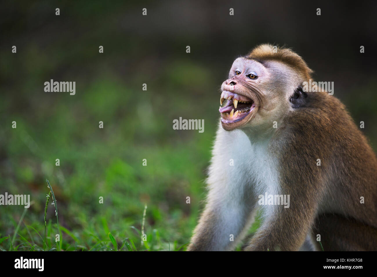 Toque Macaque (Macaca sinica) male in aggressive display, Polonnaruwa ...