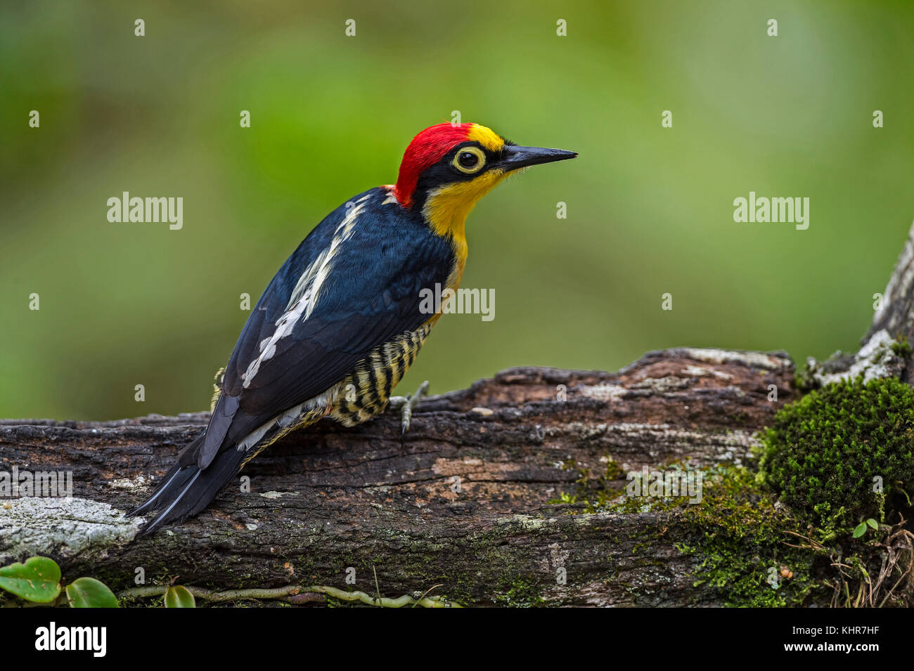 Yellow-fronted Woodpecker (Melanerpes flavifrons) male, Sao Paulo ...