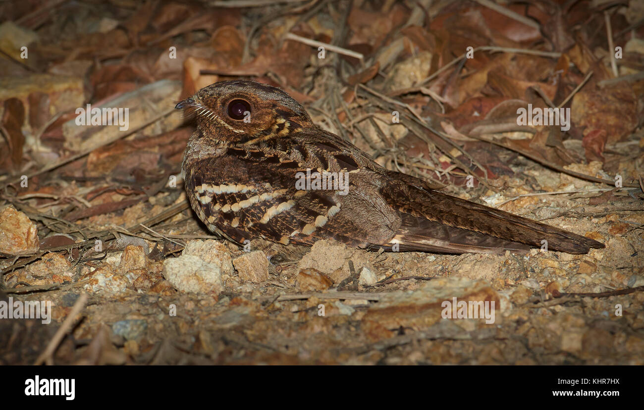 Large-tailed Nightjar (Caprimulgus macrurus) at night, Lockhart River ...