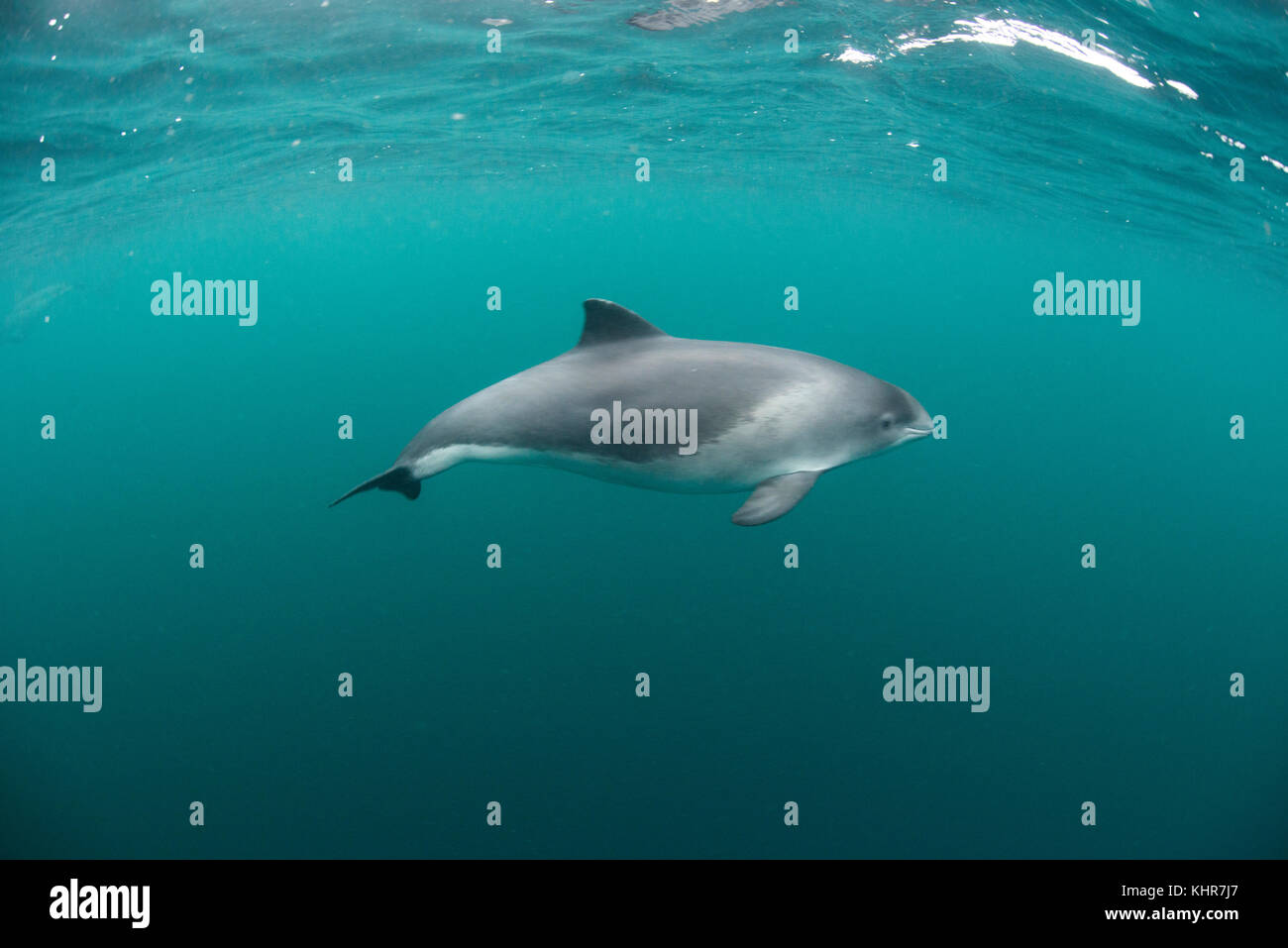 Harbor Porpoise (Phocoena phocoena), Scotland Stock Photo - Alamy