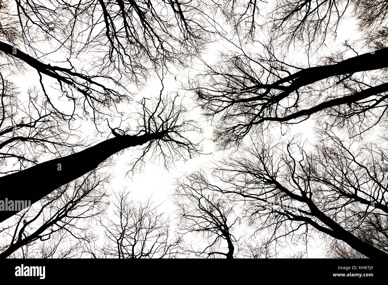 European Beech (Fagus sylvatica) trees in winter, Netherlands Stock ...