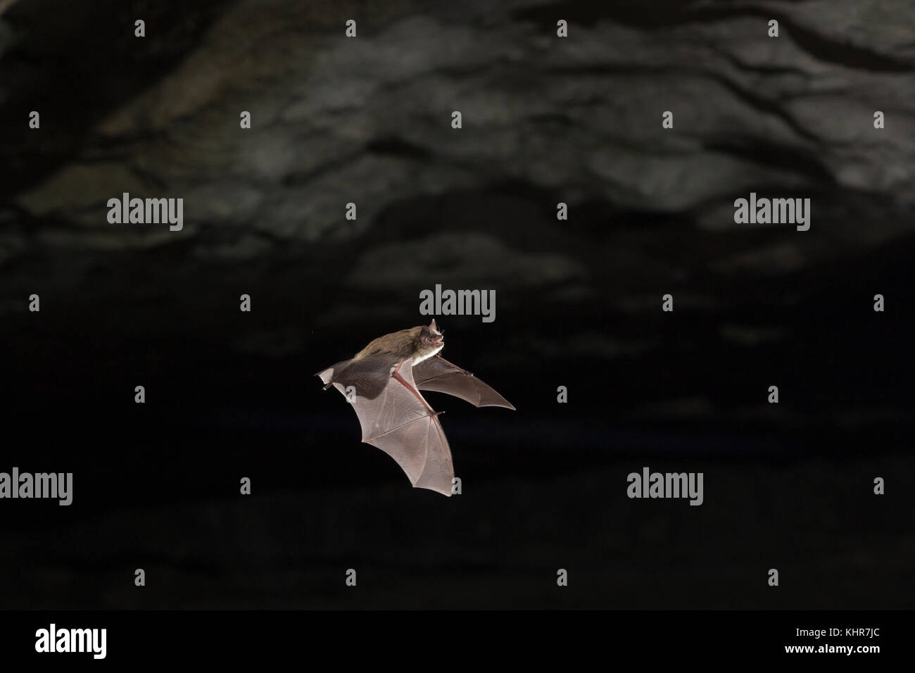 Indiana Bat (Myotis sodalis) emerging from cave, Wyandotte Cave, O ...