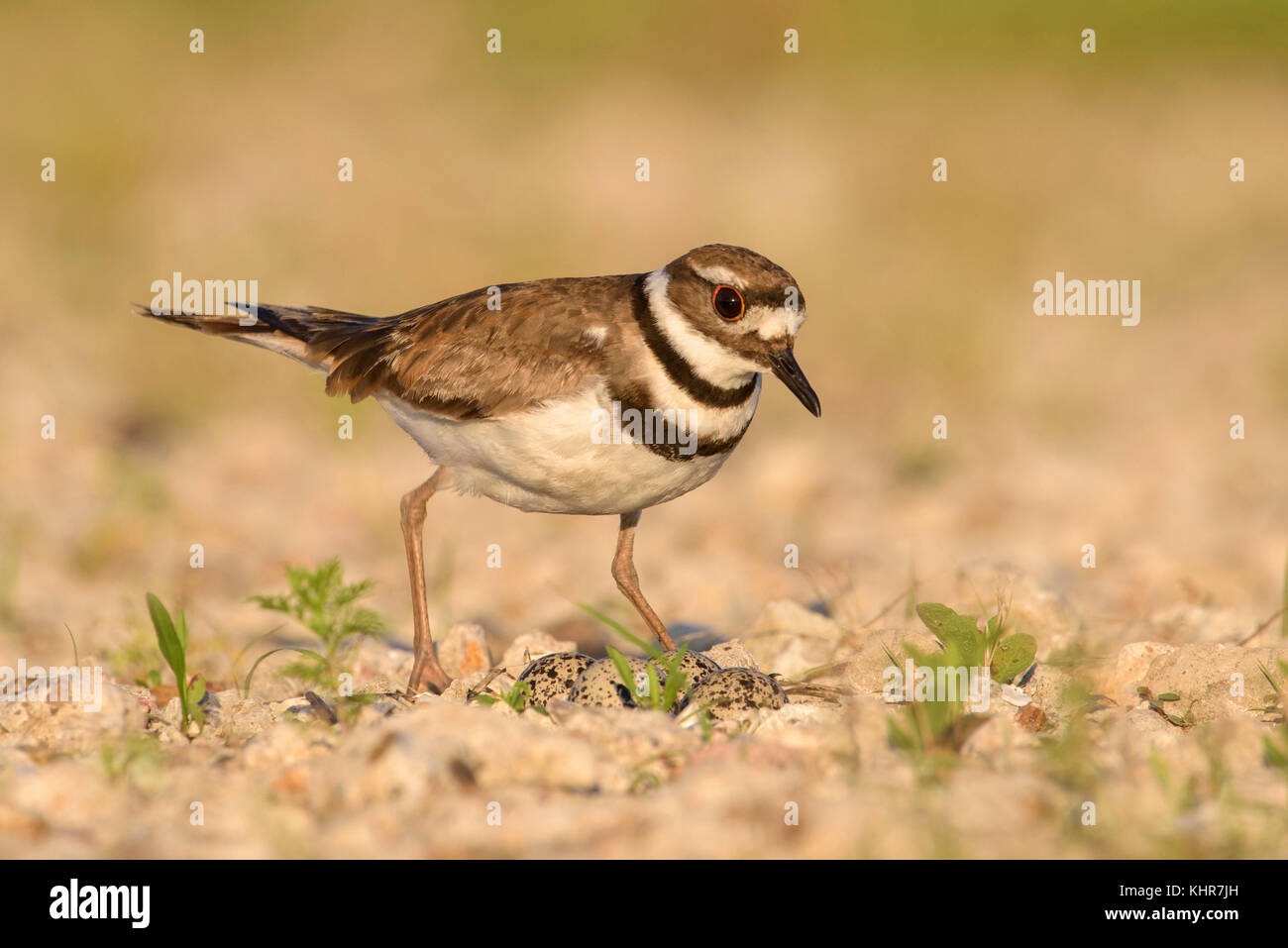 Killdeer (Charadrius vociferus), Texas Stock Photo - Alamy