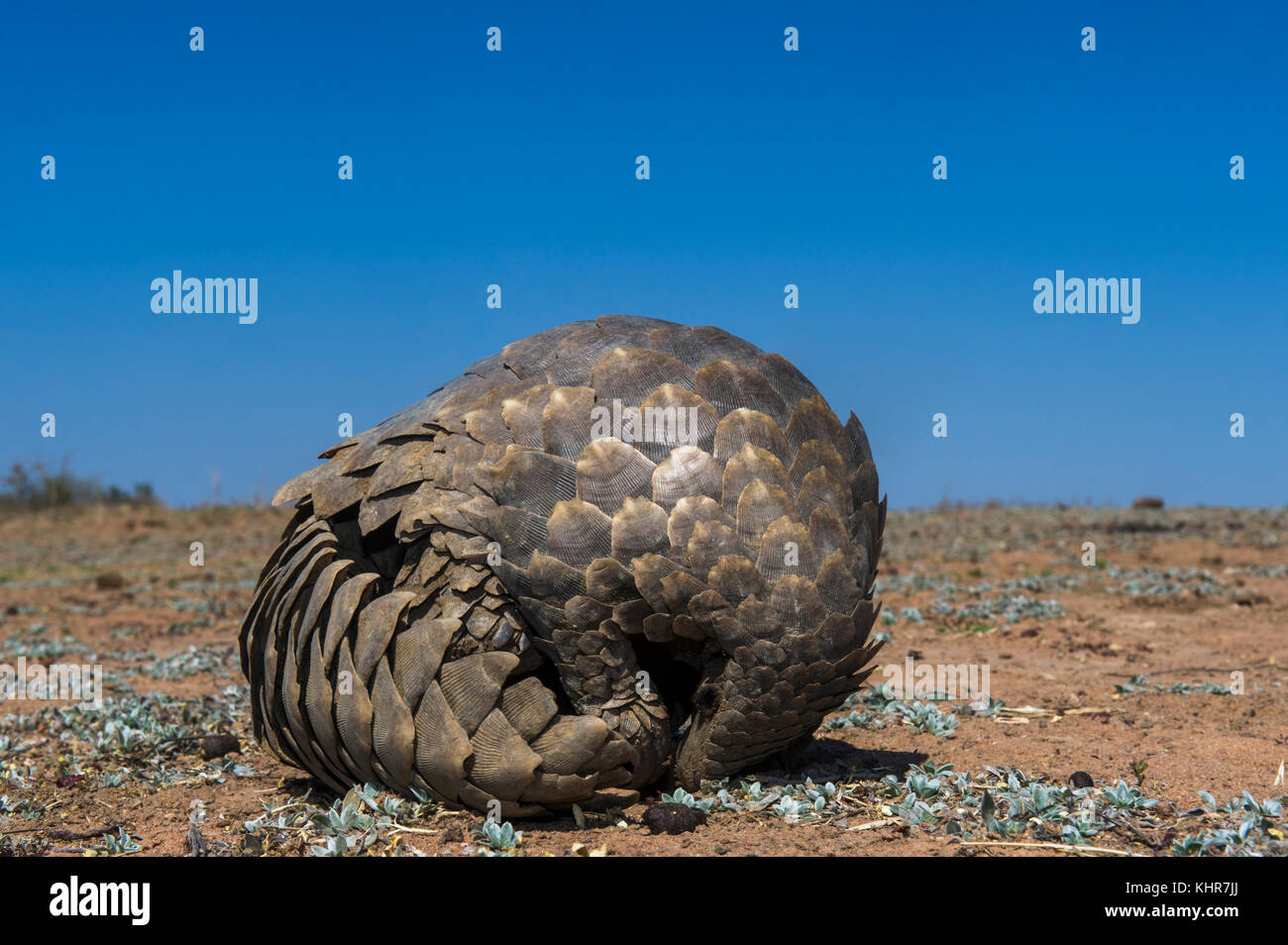 Cape Pangolin (Manis temminckii) rolling up into defensive posture ...