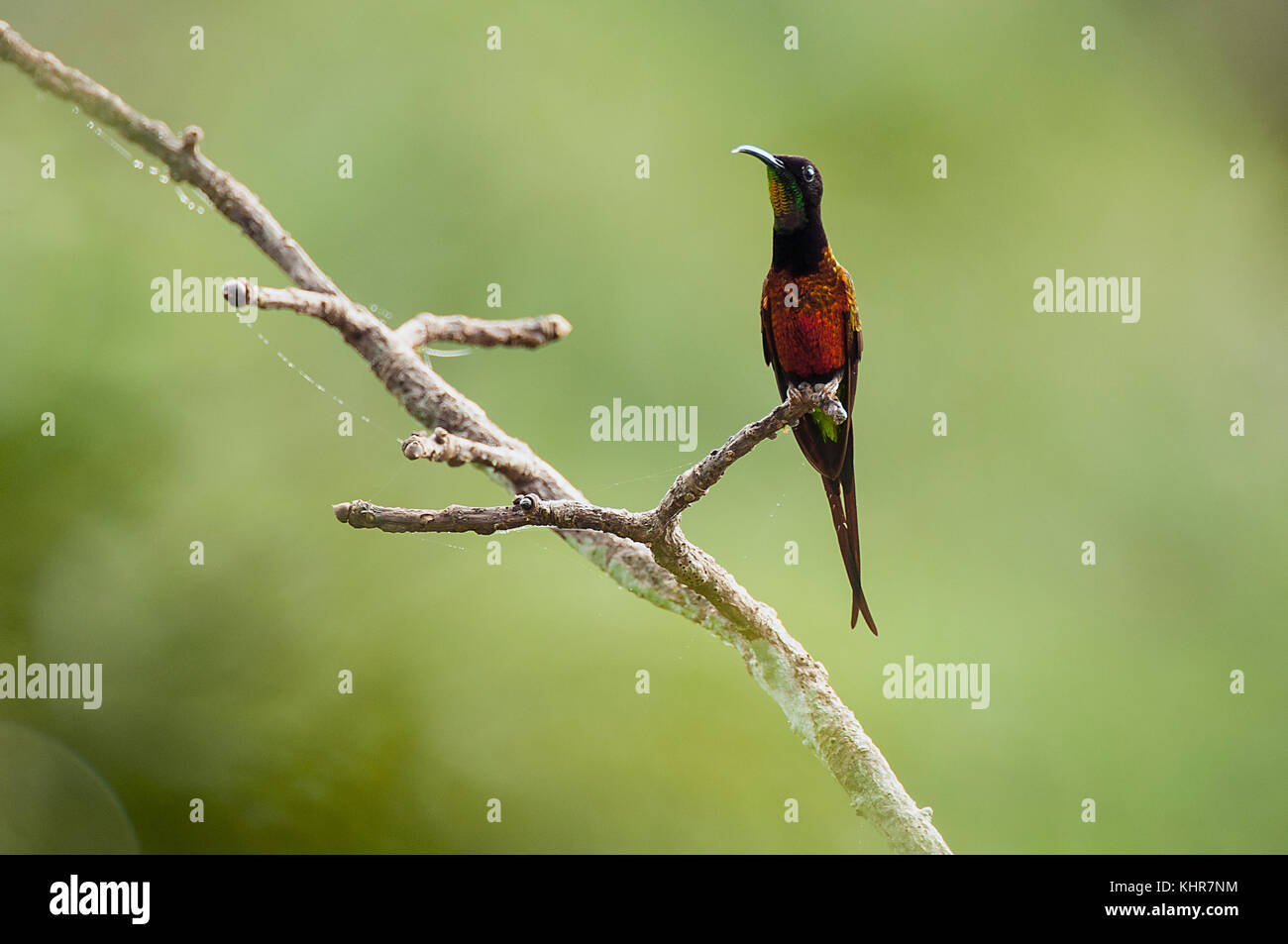 Fiery Topaz (Topaza pyra) hummingbird male, Ecuador Stock Photo - Alamy