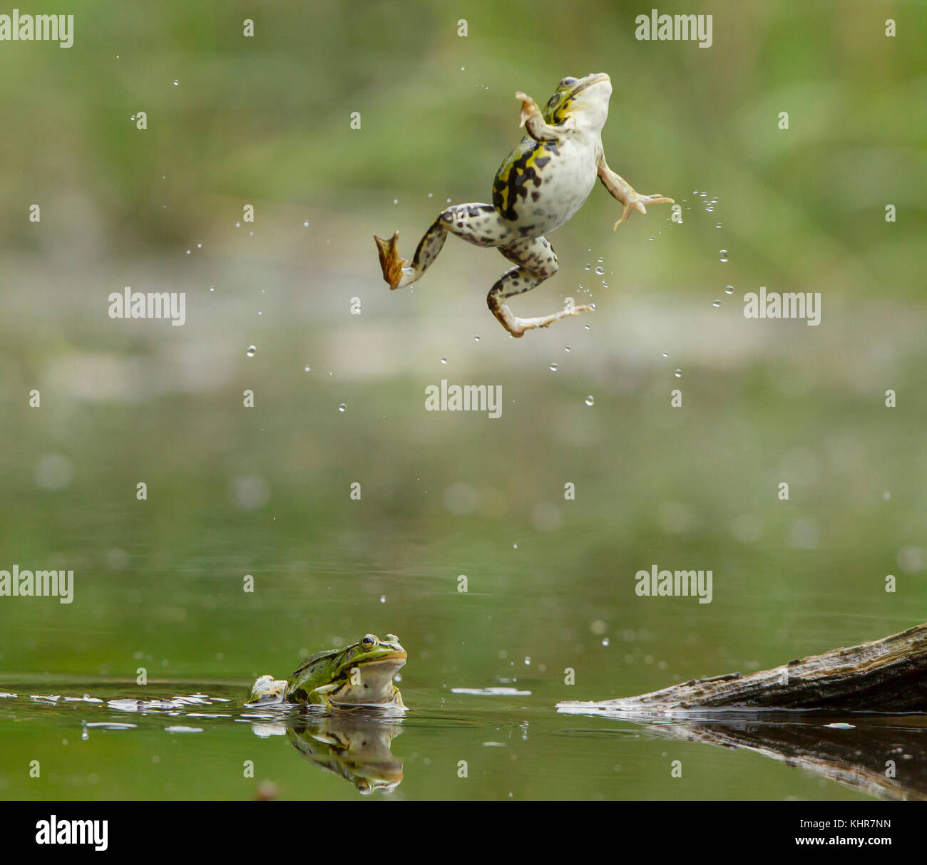 Pool Frog (Pelophylax lessonae) jumping, Nunspeet, Netherlands Stock ...