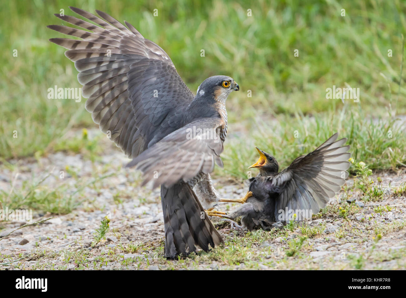 Eurasian Sparrowhawk (Accipiter nisus) sub-adult male hunting Common ...