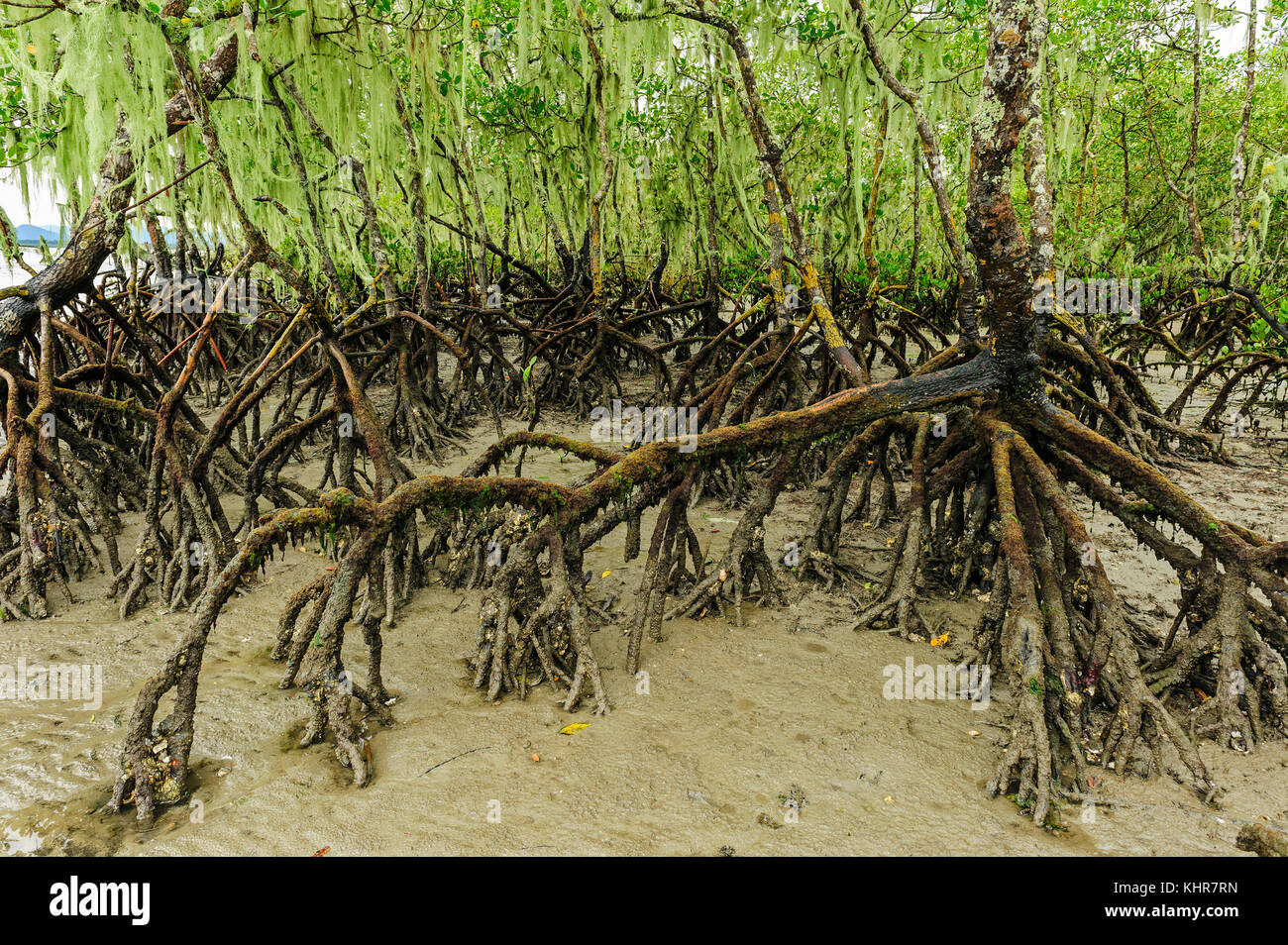 Red Mangrove (Rhizophora mangle) stilt roots at low tide, Superagui ...