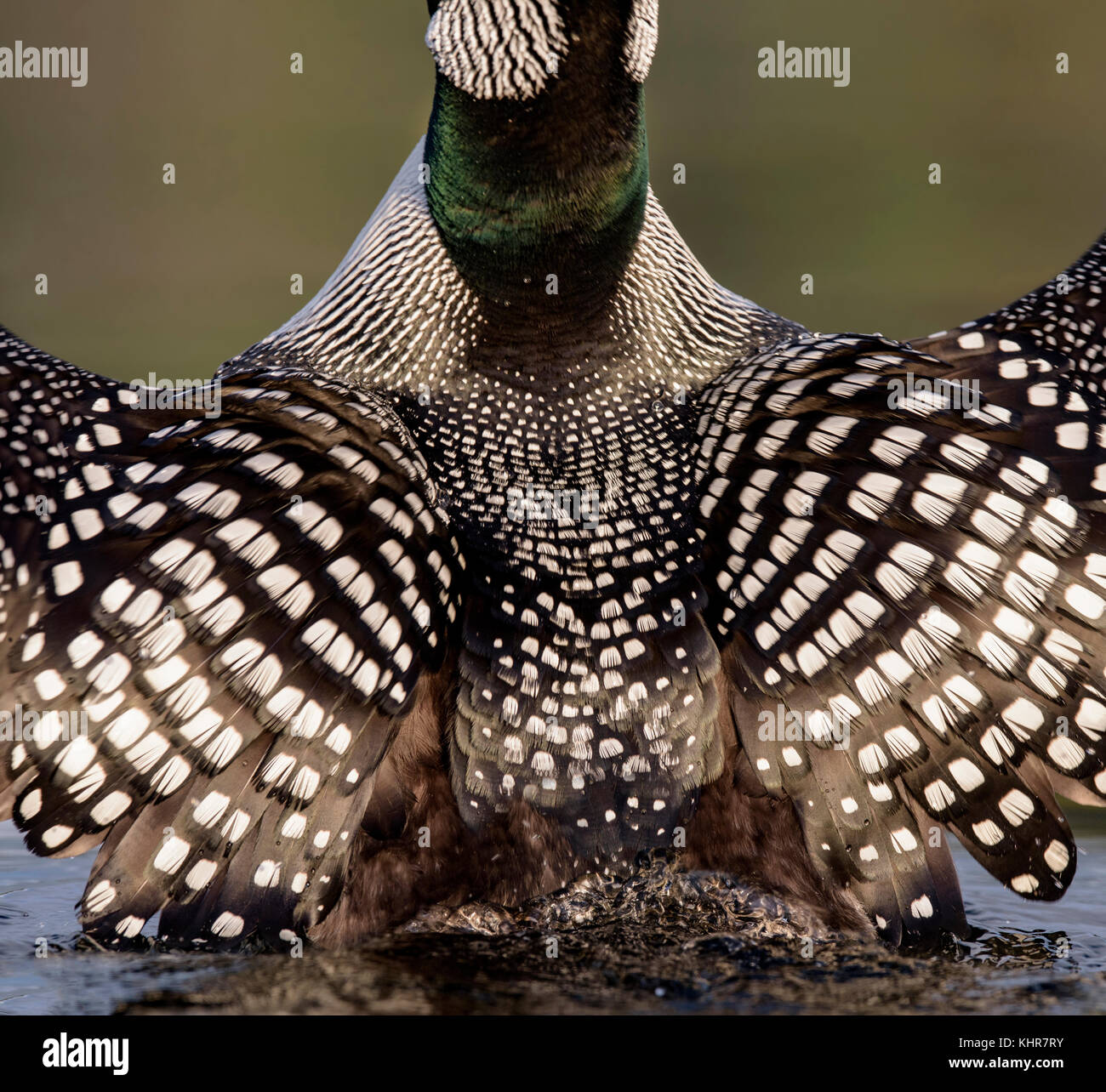 Common Loon (Gavia immer) speckled back feathers seen while stretching ...