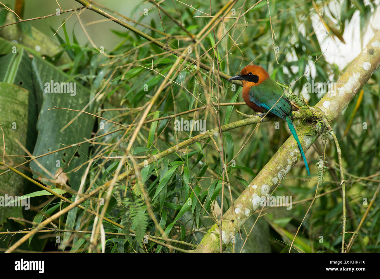 Rufous Motmot (Baryphthengus martii), Ecuador Stock Photo - Alamy