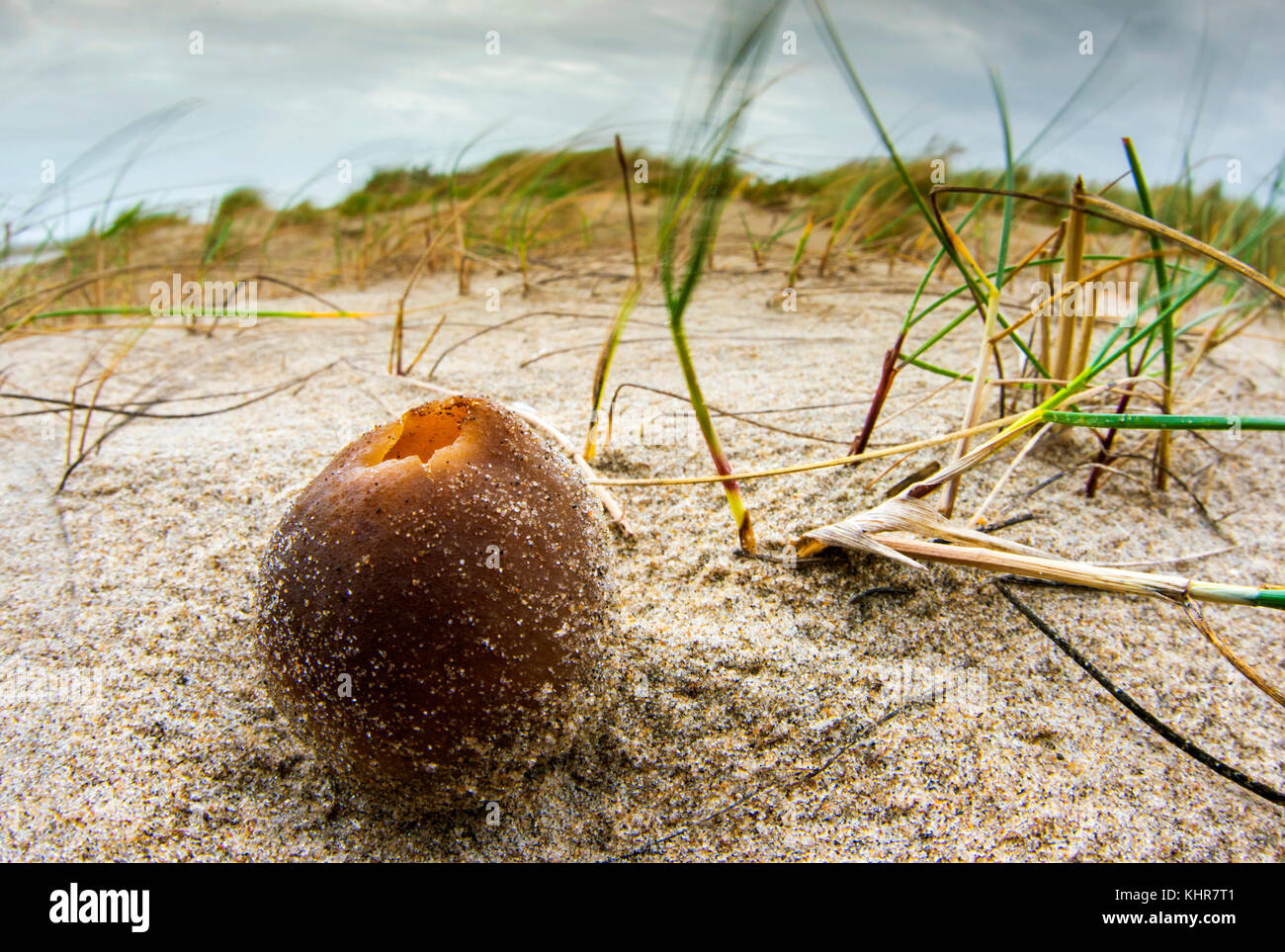 Cup Fungus (Peziza ammophila) on beach, Netherlands Stock Photo - Alamy