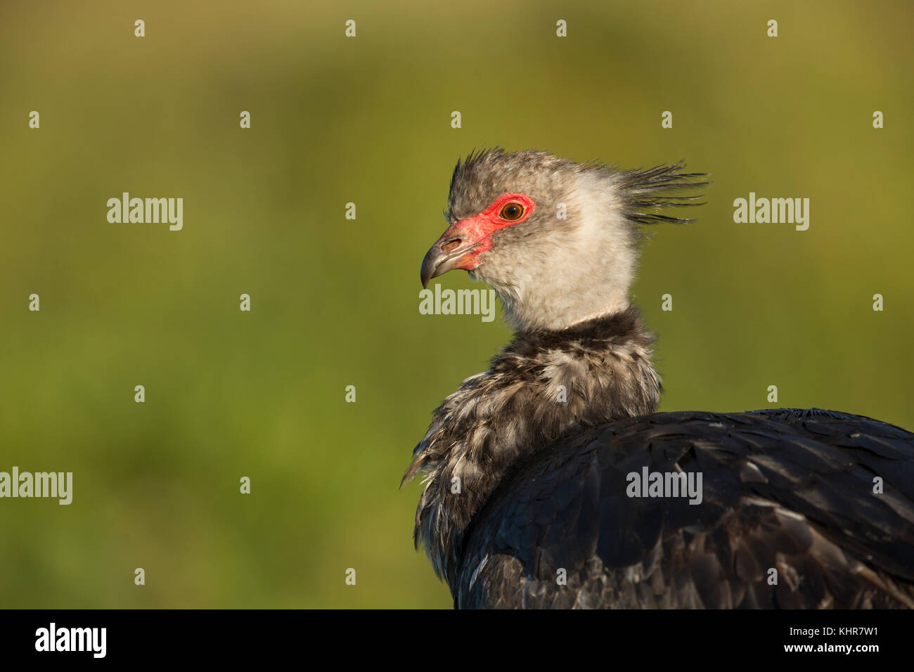 Crested Screamer (Chauna torquata), Ibera Provincial Reserve, Ibera ...