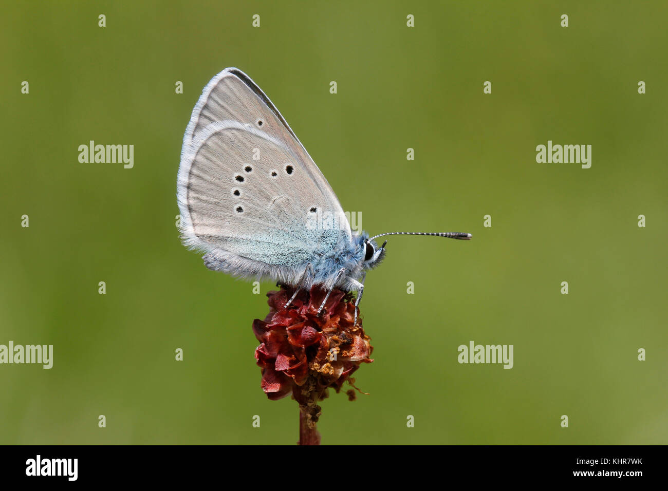 Mazarine Blue (Cyaniris semiargus) male, Germany Stock Photo - Alamy