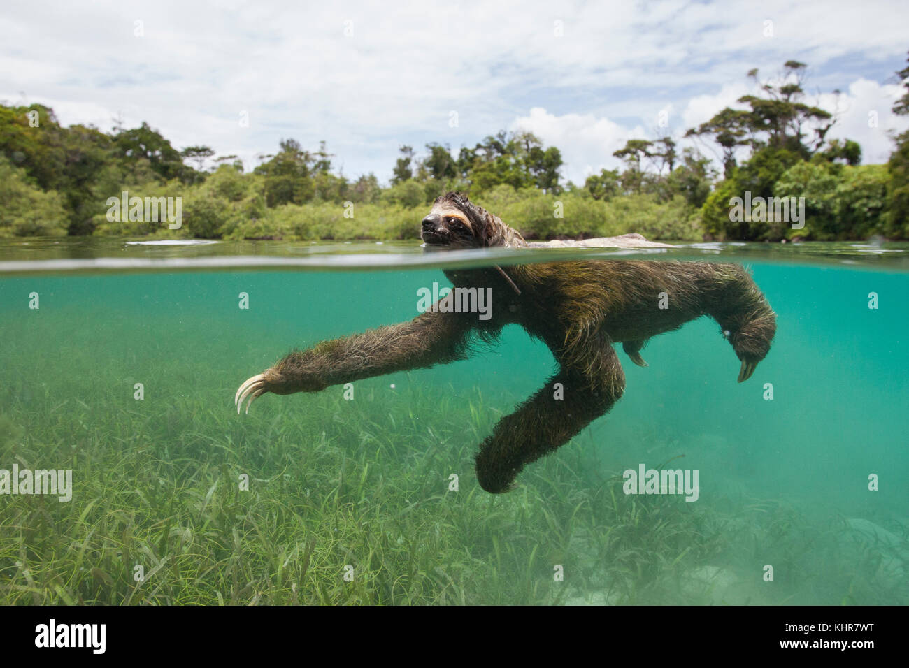Pygmy Three-toed Sloth (Bradypus pygmaeus) swimming in mangrove forest ...