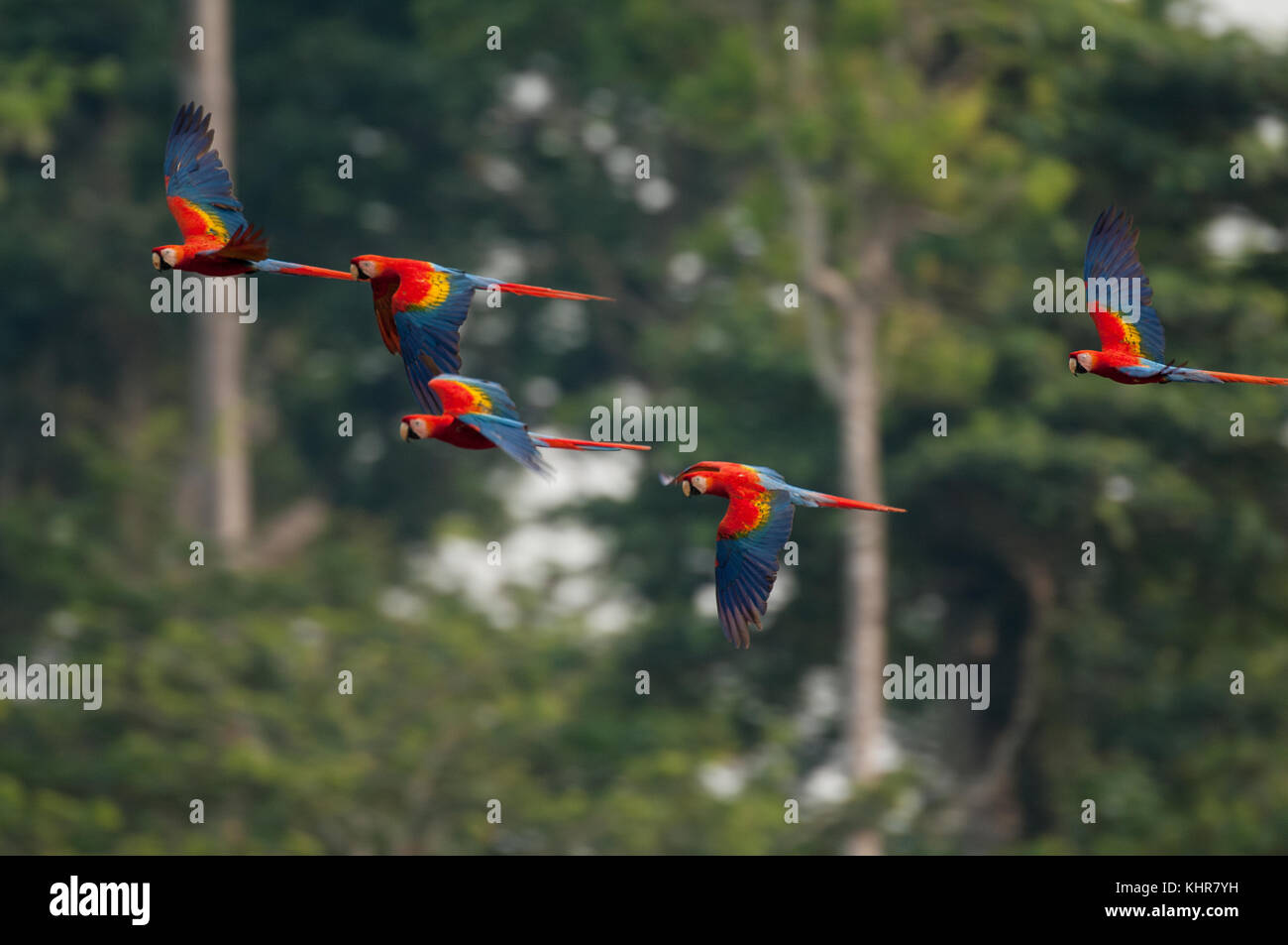 Scarlet Macaw (Ara macao) group flying, Ecuador Stock Photo - Alamy
