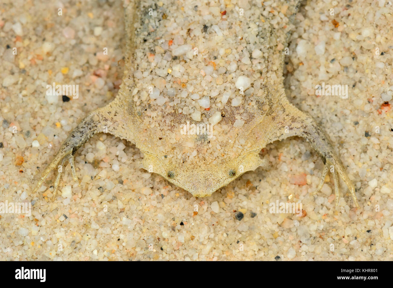 Surinam Toad (Pipa pipa) camouflaged under sand, Leticia, Colombia ...