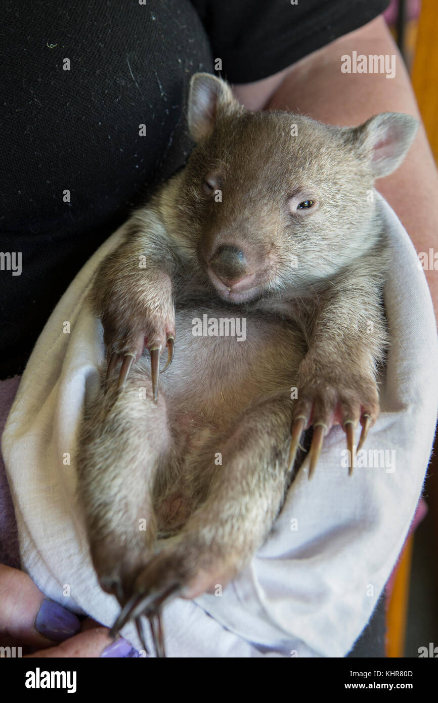 Common Wombat (Vombatus ursinus) six month old orphaned joey, Bonorong ...