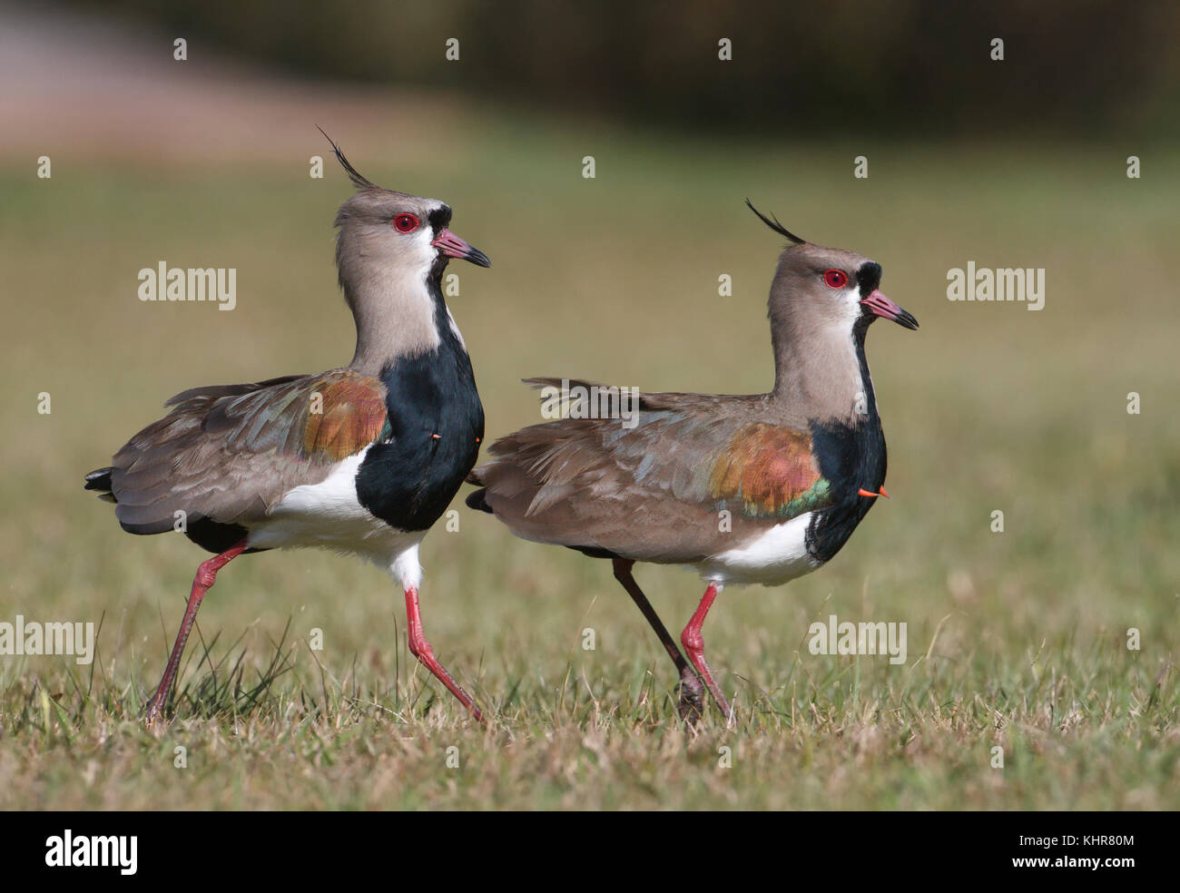 Southern Lapwing (Vanellus chilensis) pair, Corrientes, Argentina Stock ...