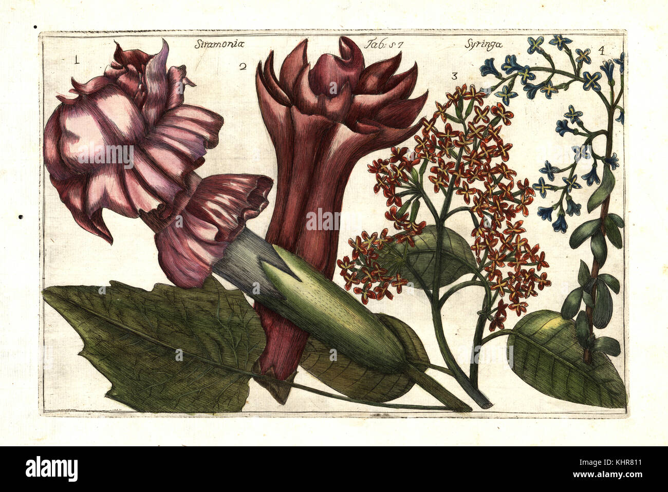 Devil's trumpet, Datura stramonium 1,2, and lilac, Syringa vulgaris 3,4 ...