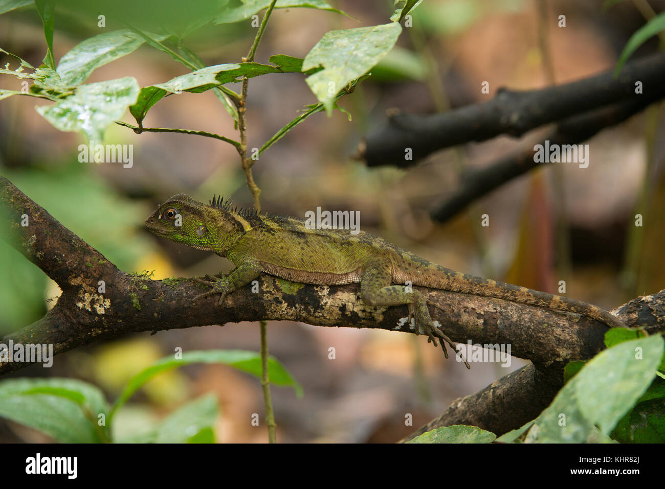 Anolis Lizard (Anolis sp), Amazon, Ecuador Stock Photo - Alamy
