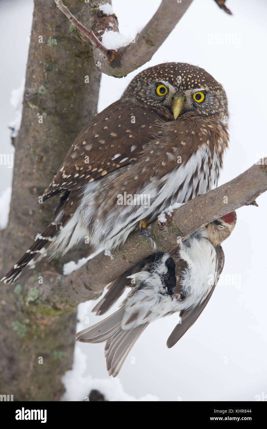 Mountain Pygmy-Owl (Glaucidium gnoma) with Common Redpoll (Carduelis ...