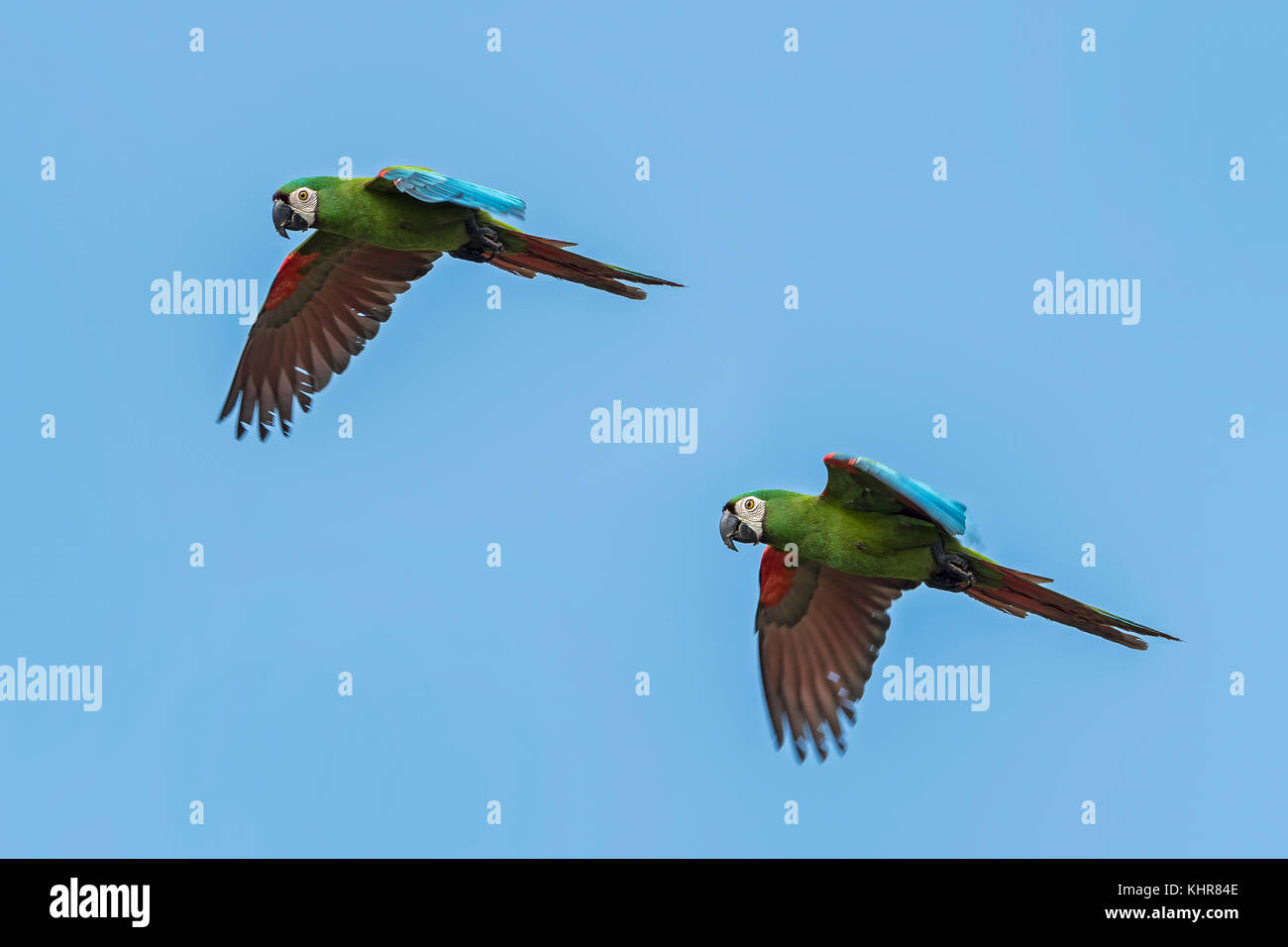 Chestnut-fronted Macaw (Ara severa) pair flying, Los Llanos, Colombia ...