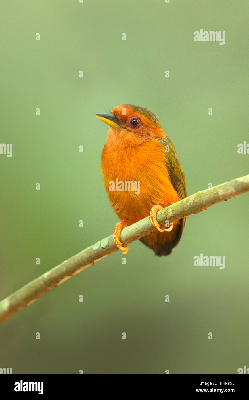 "Rufous Piculet (Sasia abnormis) female, Johor, Malaysia Stock Photo ...