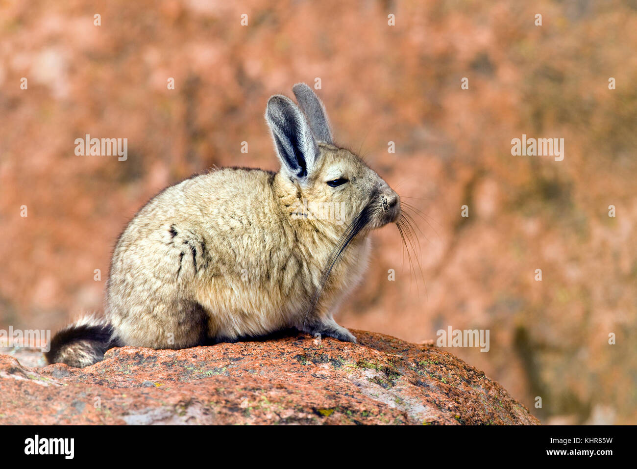 Southern Viscacha (Lagidium viscacia), Ciudad de Piedra, Andes, western ...