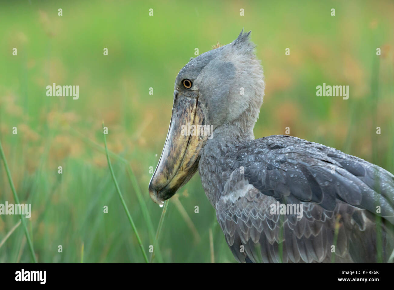 Shoebill (Balaeniceps rex), Murchison Falls National Park, Uganda Stock ...
