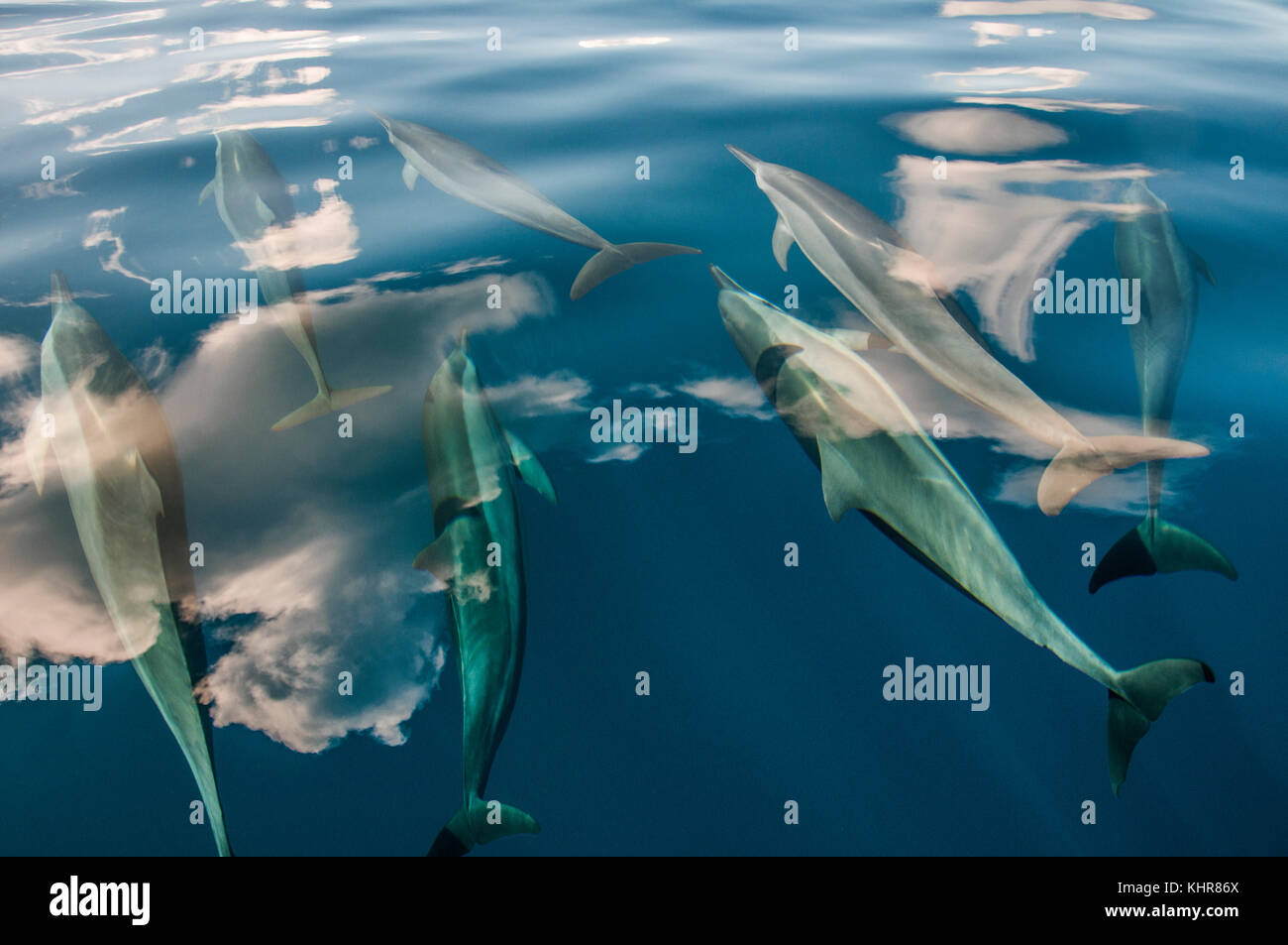 Dusky Dolphin (Lagenorhynchus obscurus) pod swimming close to surface ...