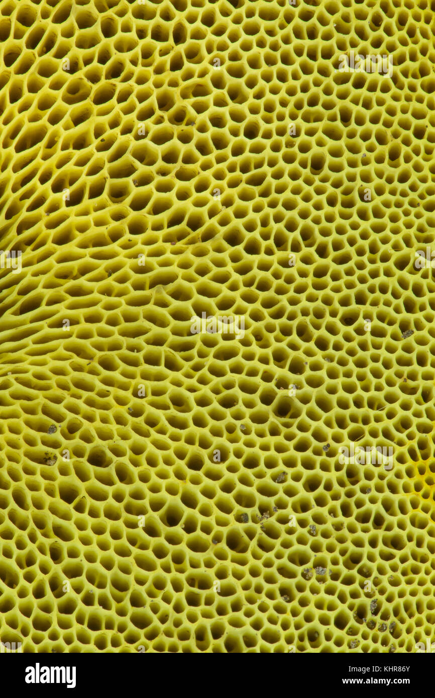 Two-colored Bolete (Baorangia bicolor) pore pattern, Lebanon Hills ...