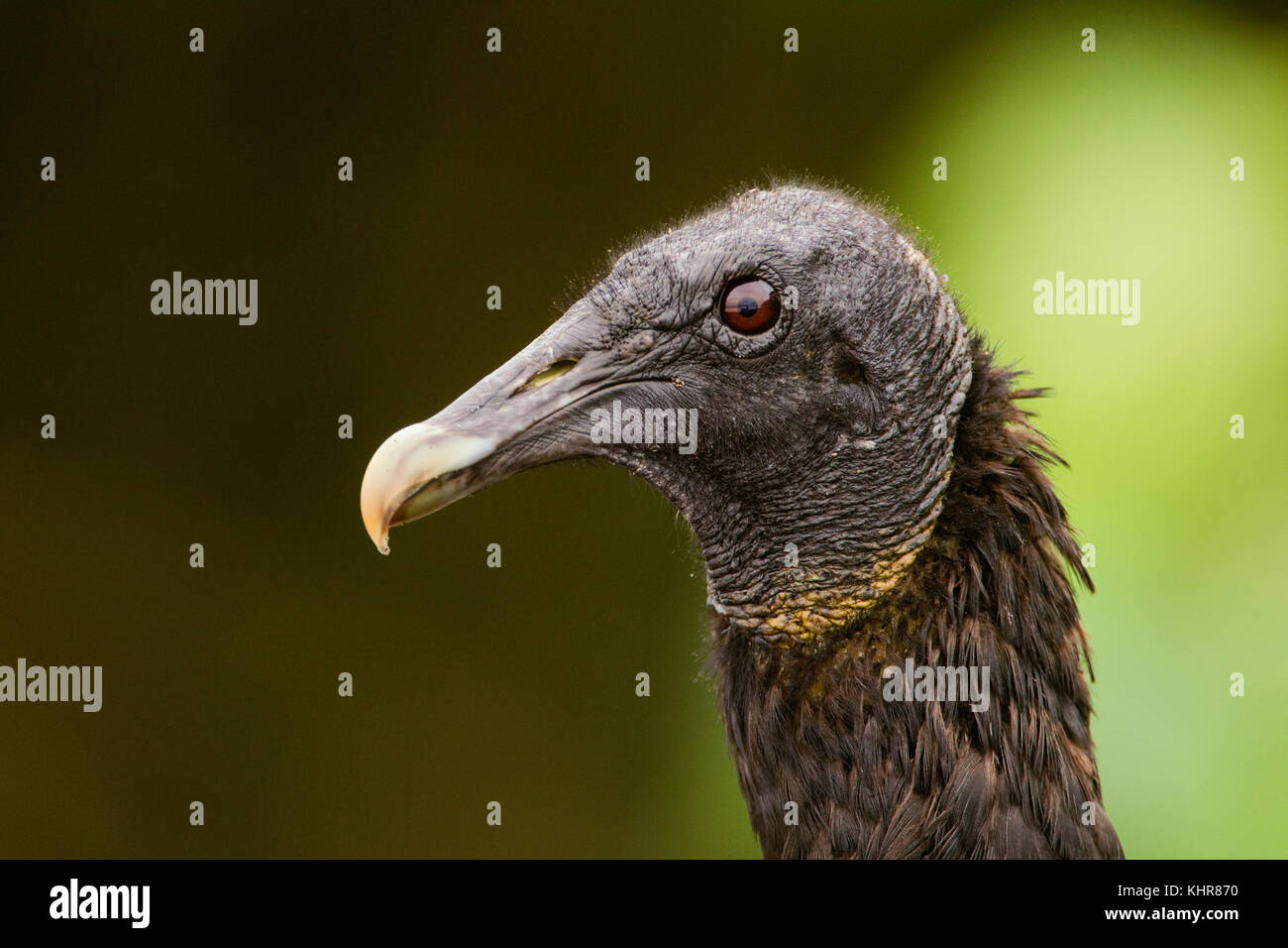 American Black Vulture (Coragyps atratus), Tortuguero National Park ...