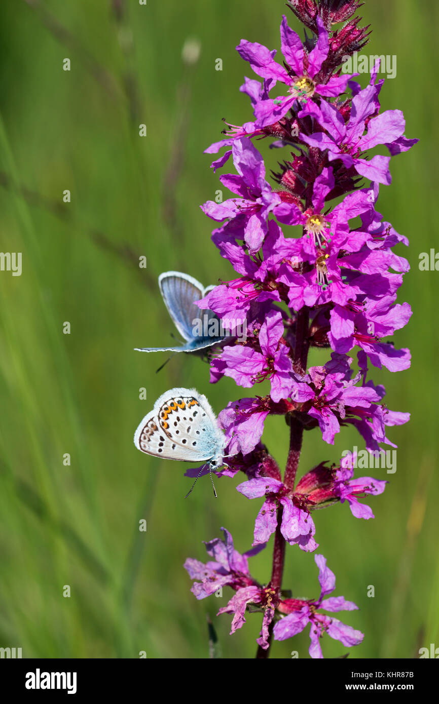 Silver-studded Blue (Plebejus argus) butterflies on Purple Loosestrife ...