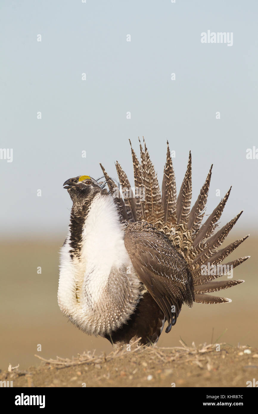 Sage Grouse (Centrocercus urophasianus) male displaying at lek, eastern ...