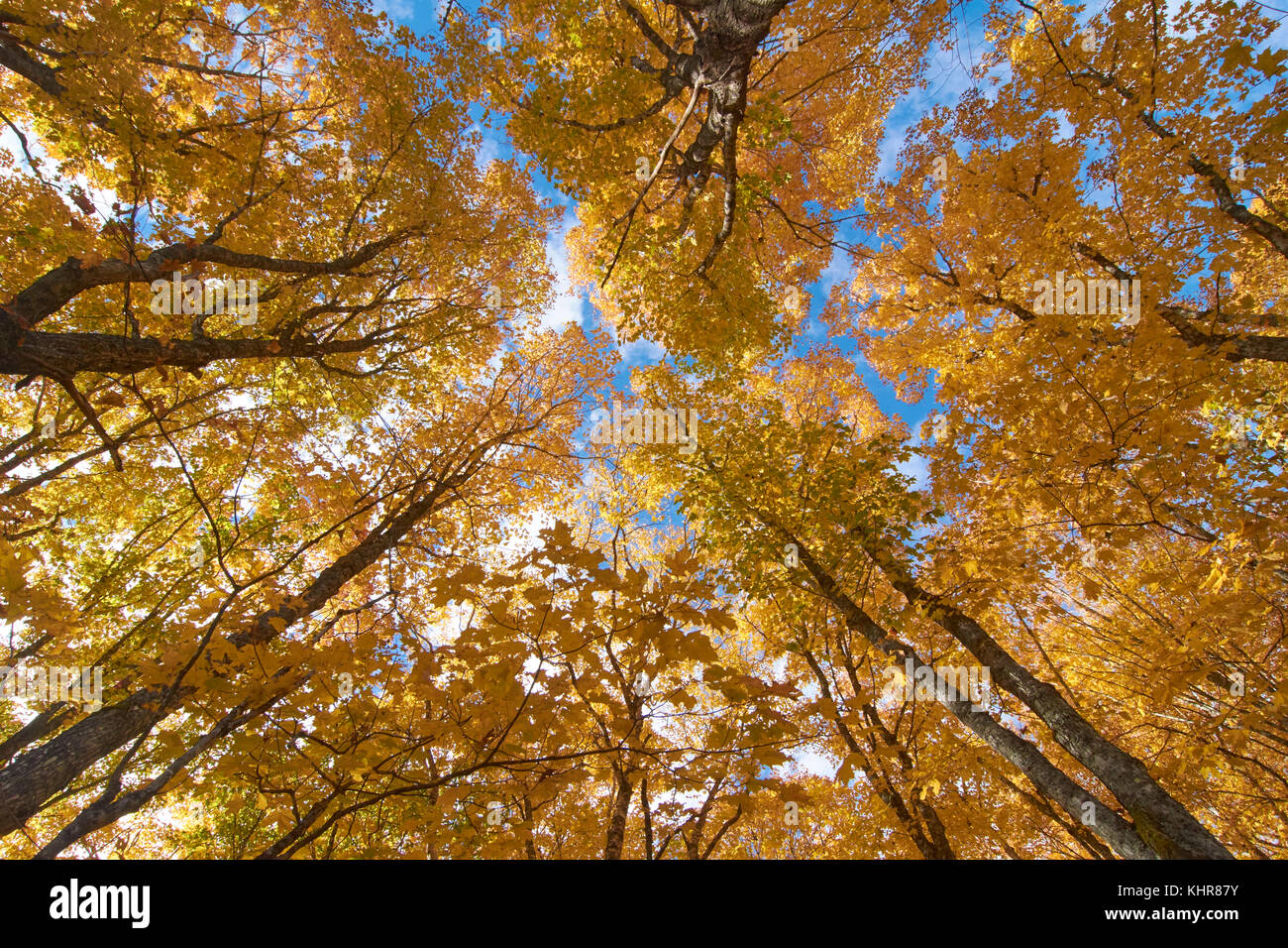 Sugar Maple (Acer saccharum) trees in autumn, Mount Carleton Provincial ...