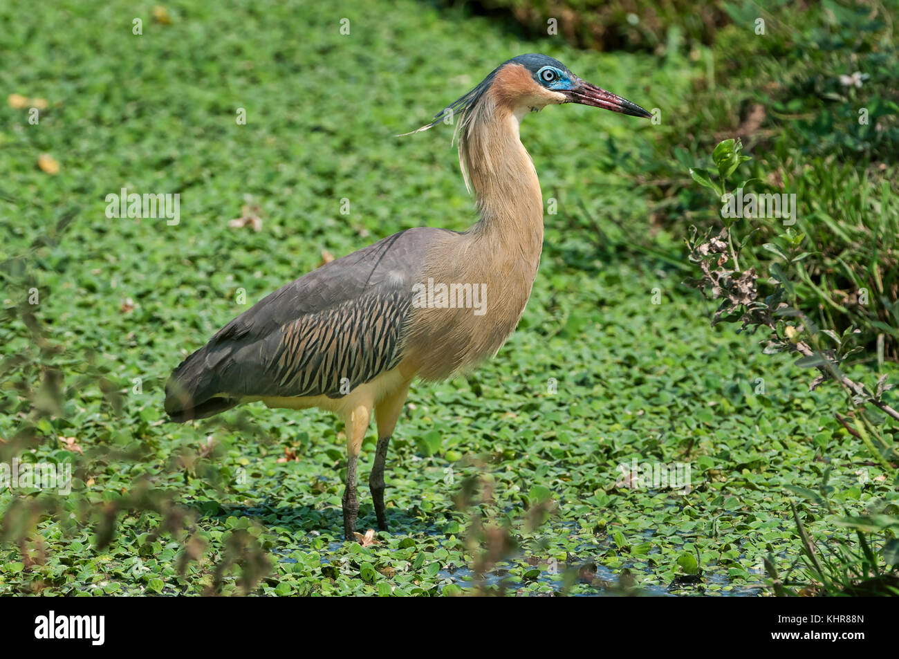 Whistling Heron (Syrigma sibilatrix), Pantanal, Mato Grosso, Brazil ...
