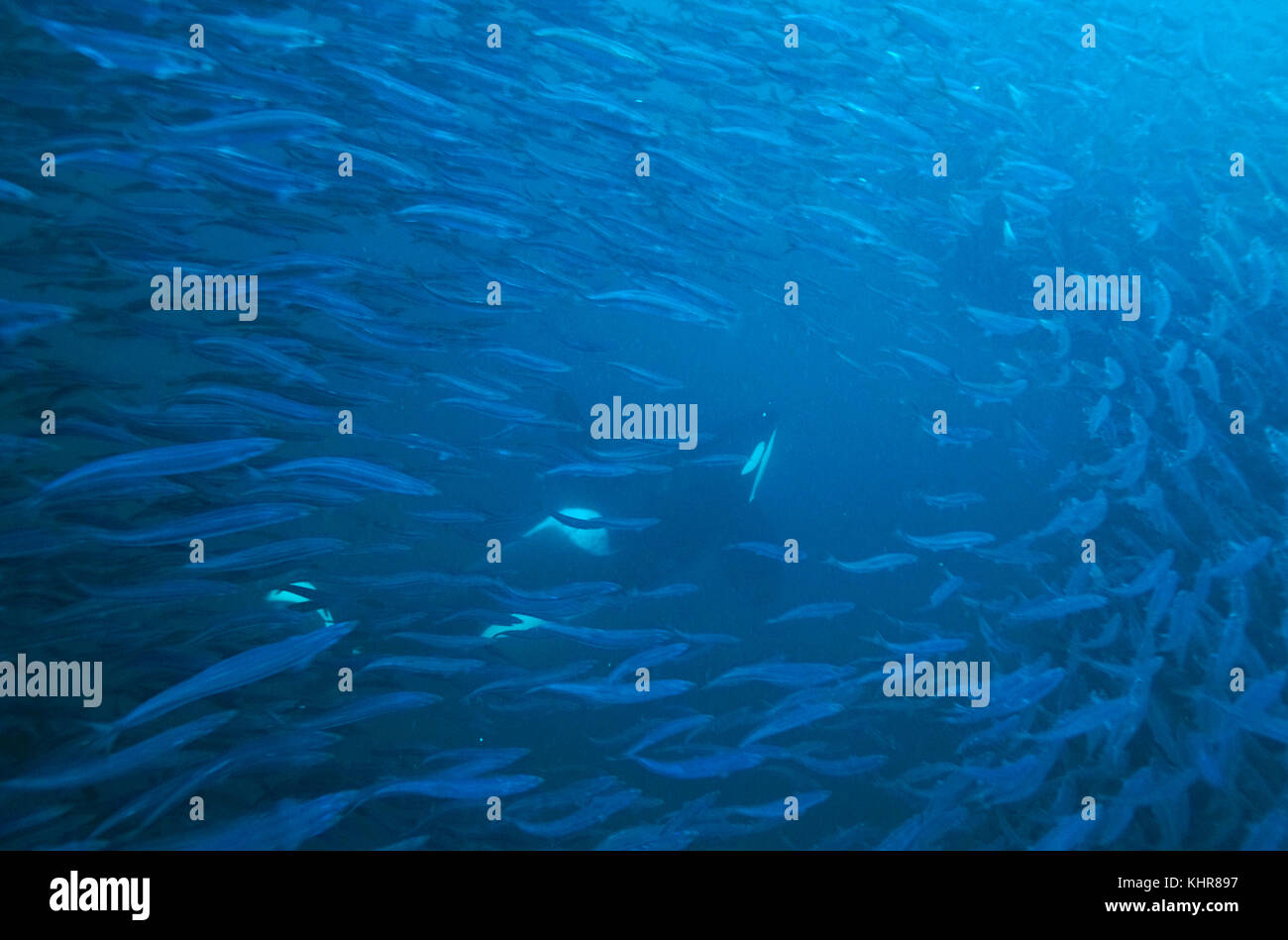 Orca (Orcinus orca) pod cooperatively hunting Atlantic Herring (Clupea ...