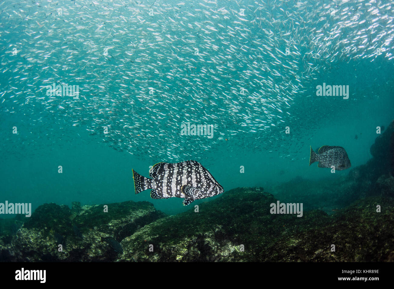 Leather Bass (Dermatolepis dermatolepis) pair and baitfish, Buccaneer ...